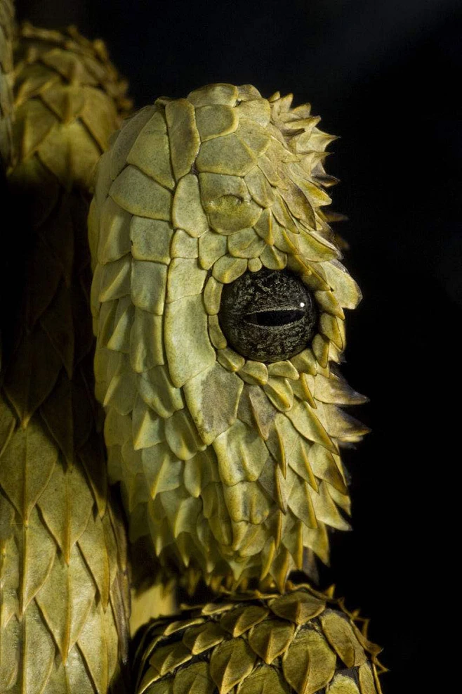 蛇目·蝰蛇科·蝰蛇属：蝰蛇-花瓣网