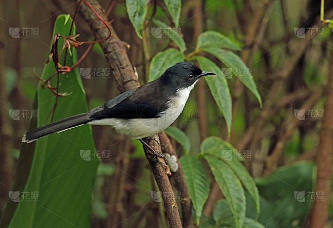 Dark-backed Sibia