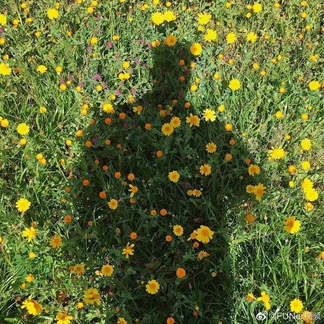 Piero Percoco图片_花 参考图片素材-花瓣网