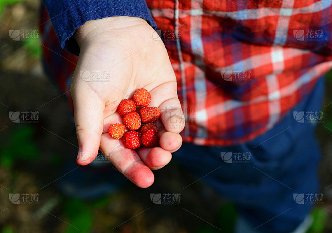 一个小男孩手里拿着从森林里采集的野树莓。