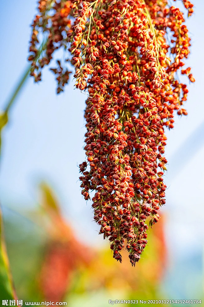 gd-hbimg (1) (1)-花瓣网