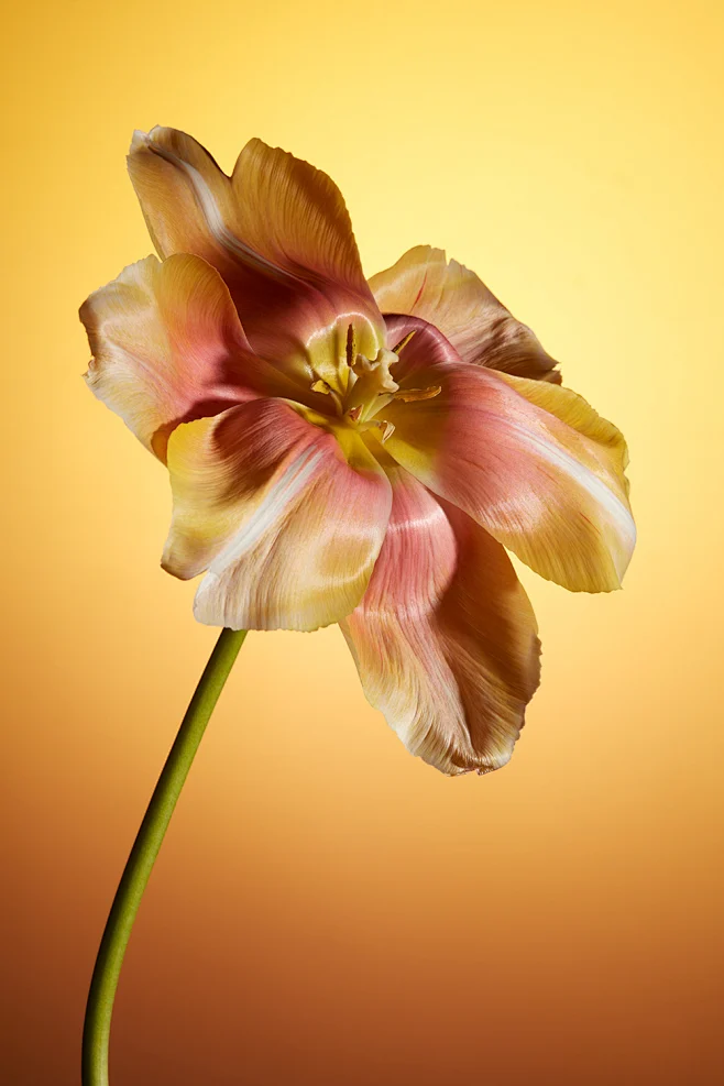 floral flower Flowers Nature Photography still life-花瓣网