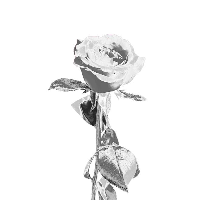 千库网_酸性金属风七夕洛神玫瑰_元素编号13392208-花瓣网