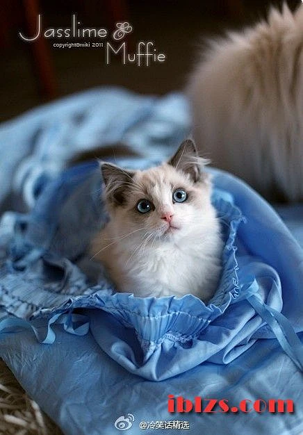 美猫Muffie~-花瓣网
