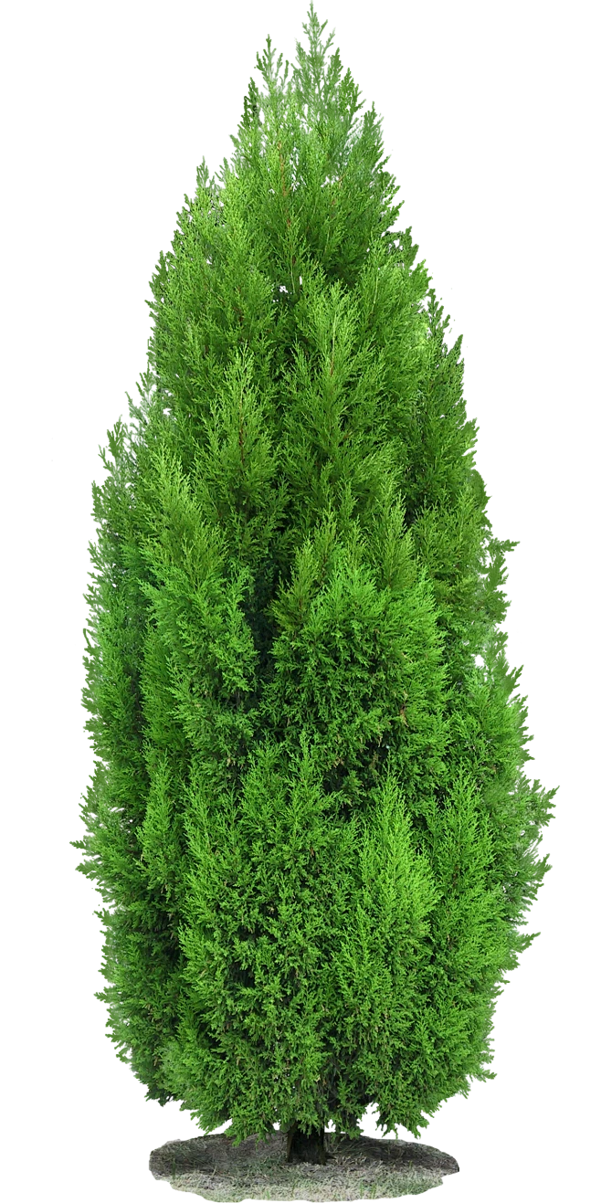 贝冢伊吹2-(1,2)-J1-花瓣网