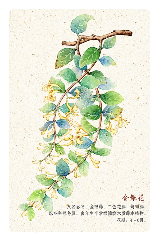 水彩手绘植物系列_朴提__插画师作品_涂鸦王国gracg.com-花瓣网