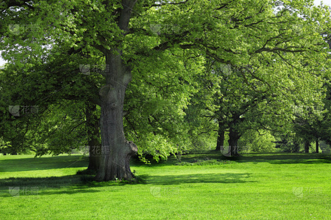 绿草在大树下