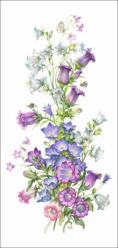 34568_original-花瓣网