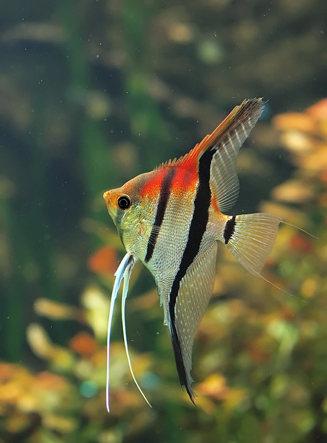 Angelfish II by orestART on deviantART图片_照片素材——鱼图片素材-花瓣网