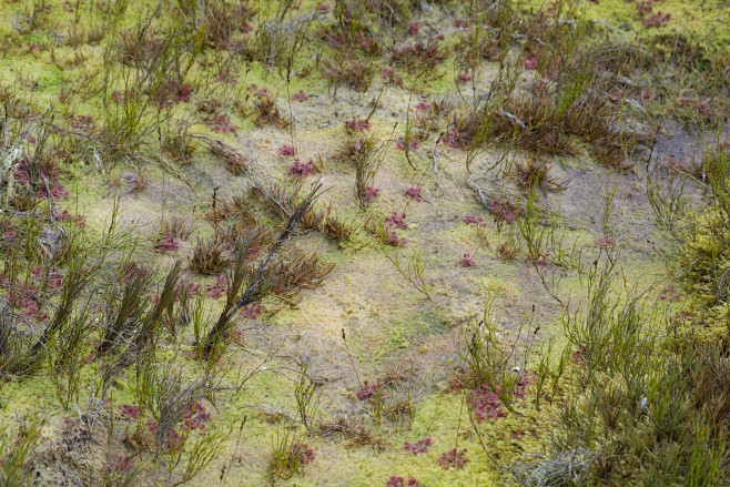 Mossy Bog (22)