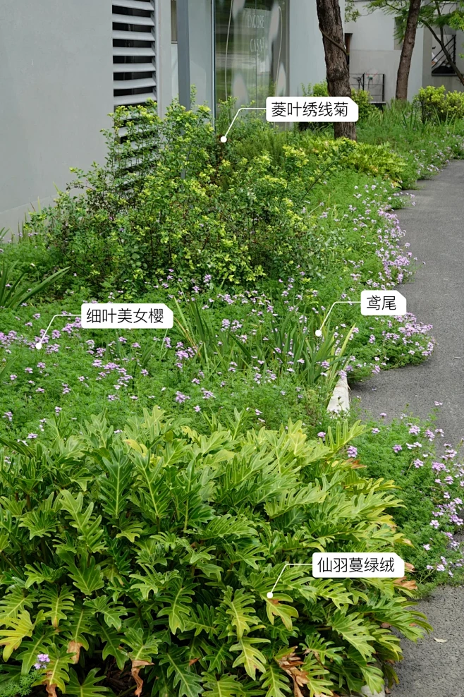 100种植物设计赏析｜48麓湖CPI - 小红书-花瓣网