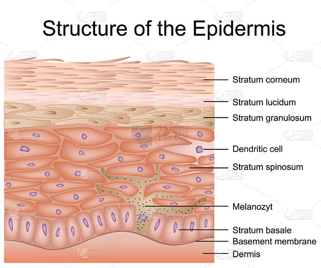 表皮结构医学媒介图解，真皮解剖素材-花瓣网