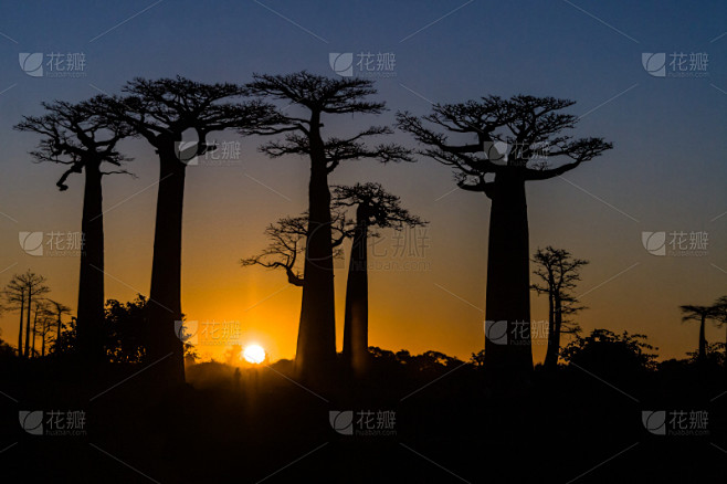 猴面包树,天空,水平画幅,夜晚,古老的,巨大的,阴影,组物体,日落,远征