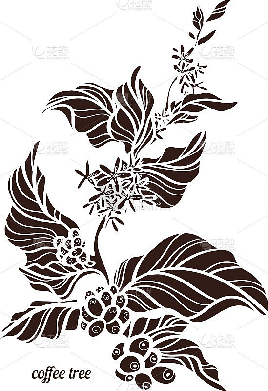 咖啡树的树枝。矢量图