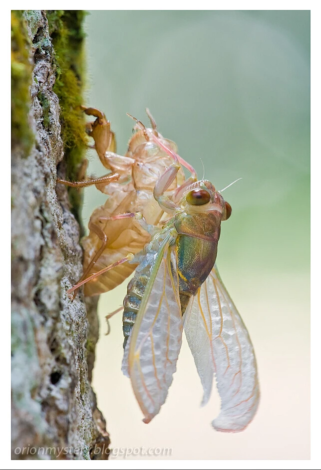 Cicada emergence-花瓣网