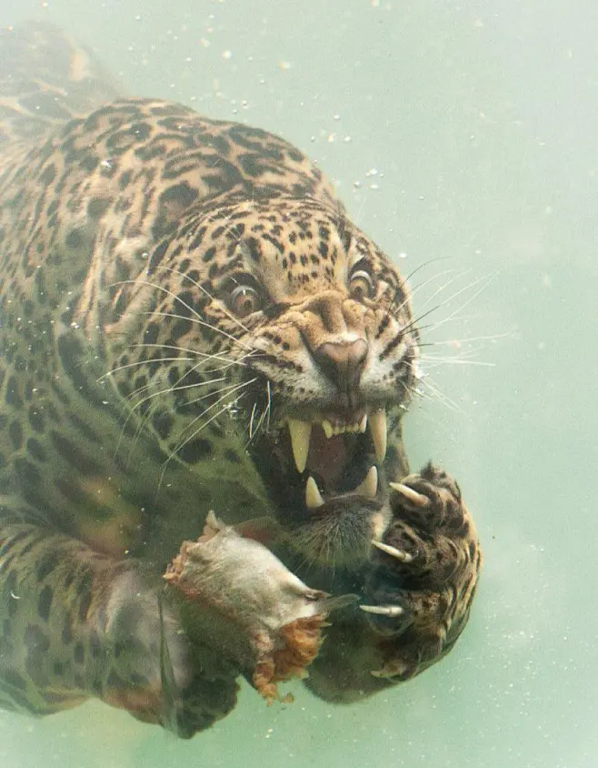 花瓣灵感详情页-花瓣网