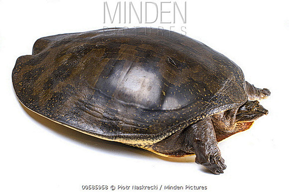 学名：Cycloderma frenatum PETERS, 1854 中文名：赞比亚圆鳖 英文名：Zambezi Flapshell Turtle