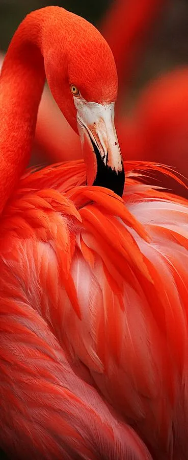 Red Flamingo-花瓣网