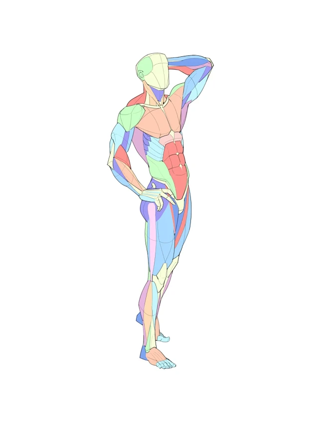 男性肌肉结构和动态练习~