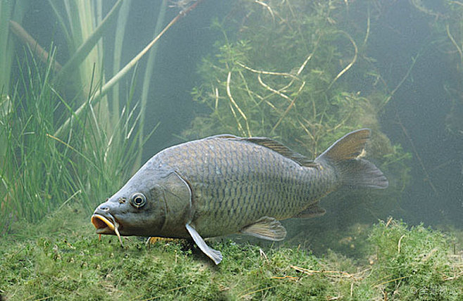 f9368a4@炎帝 萧炎