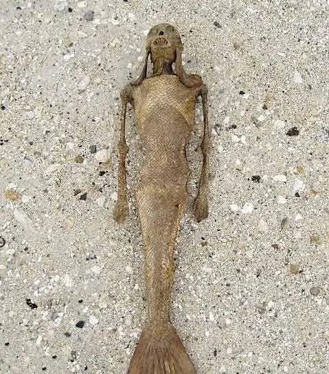 美人鱼真身是海生类人猿,世界上真的存在-花瓣网