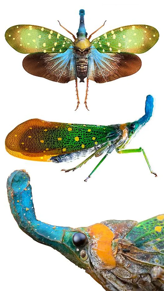 Pyrops whiteheadi-花瓣网