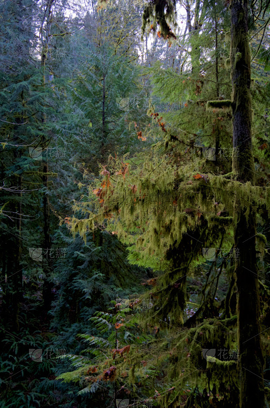 苔藓,大不列颠哥伦比亚,枝,森林,悬挂的,铁杉树,省立公园,垂直画幅,无人,户外