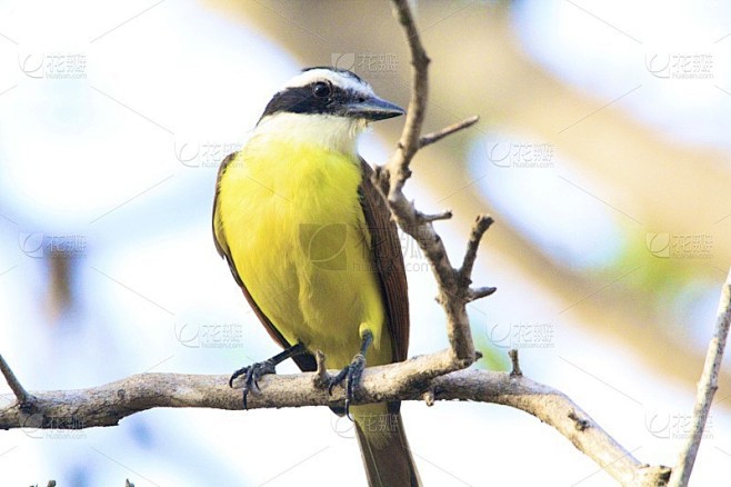 Bananaquit