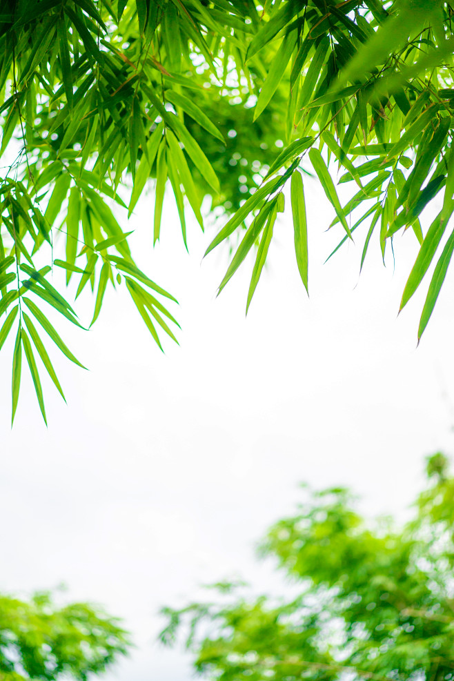 bamboo-tree-portrait-with-branched-leaves-were-shot-from-with-white ...