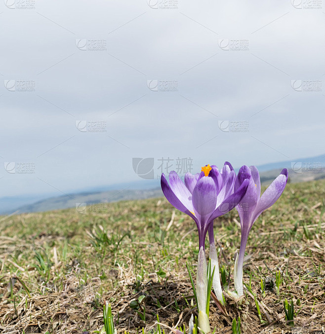 Wild Crocus or Crocuses