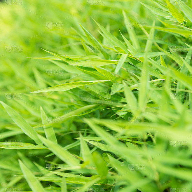 Fresh green grass background