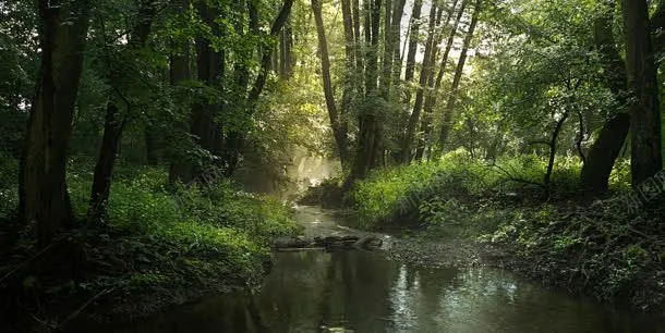绿色森林宽屏背景-花瓣网