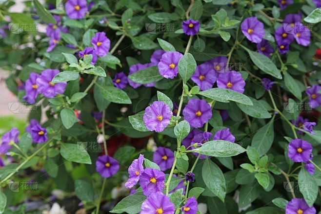 花园里有紫色的花