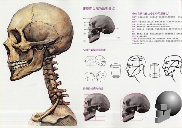 头骨