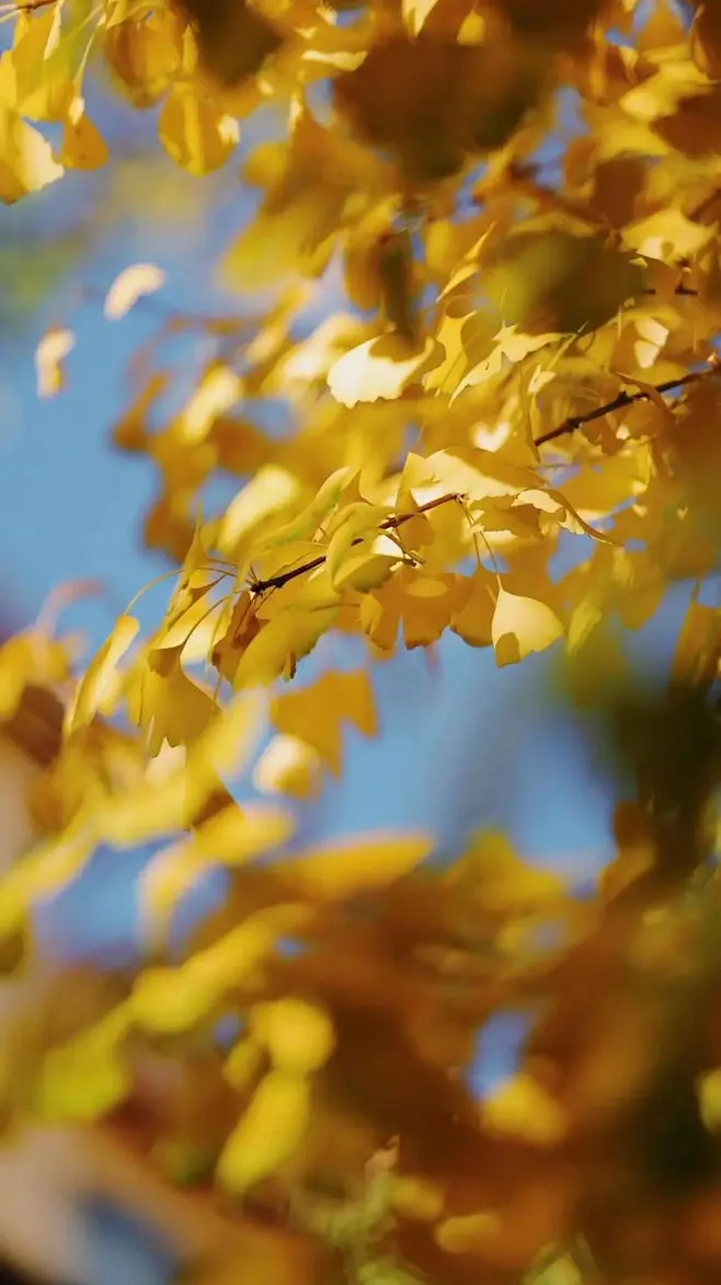 银杏树风景图片的搜索结果_百度图片搜索-花瓣网