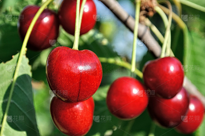 熟透的樱桃特写素材-花瓣网