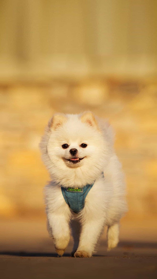 狗年狗狗旺 动物 宠物 狗 狗狗 可爱 小狗 壁纸 宠物图片_动物集合图片素材-花瓣网