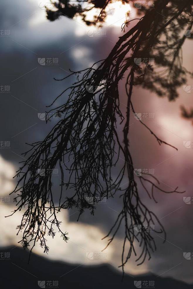 Closeup of tree branch with sky background