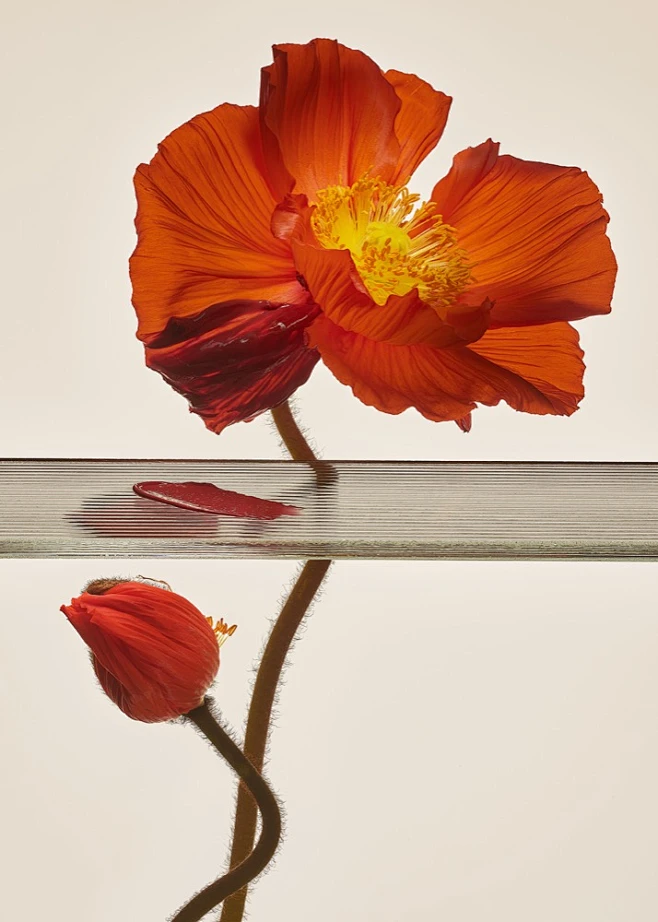 Claire Benoist - Still Life Photography : Still life photographer ...