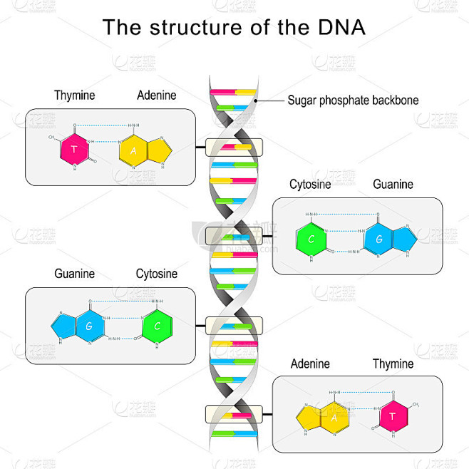 DNA结构。碱基配对和核苷酸