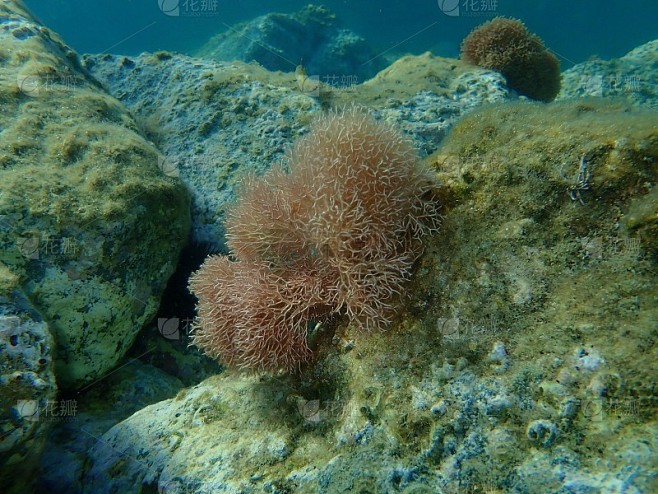 红藻，海下硬Amphiroa