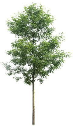 meye robinia pseudoacacia cut out tree in png-花瓣网