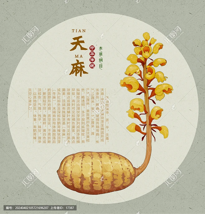 天麻 手绘天麻 天麻包装 天麻插画 中医文化 手绘中草药 中草药插画 中药 中草药 本草纲目 中药天麻 复古医书草药插图 中草药大全 中药挂画 ...