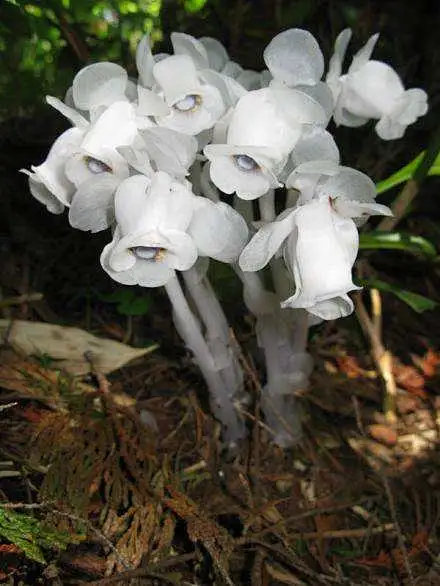 球果假水晶兰（拉丁文名：Cheilotheca humilis (D. Don) H. Keng），别名：坛果拟水晶兰、长白拟水晶兰、球状拟 ...