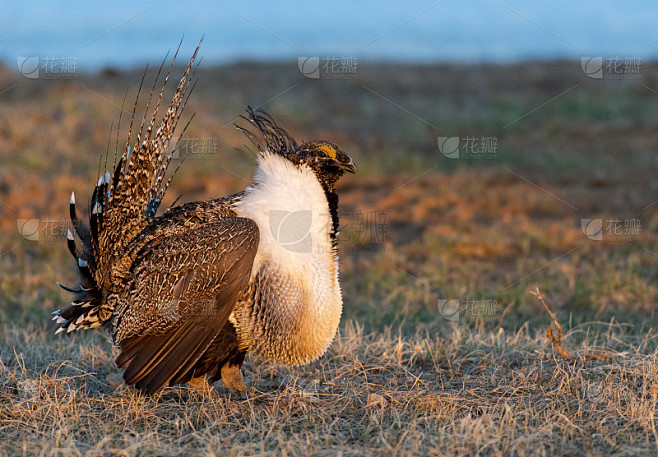 Greater Sage-grouse Courtship Display on Lek