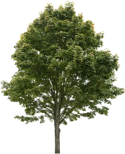 meye acer platanoides cut out tree in png-花瓣网