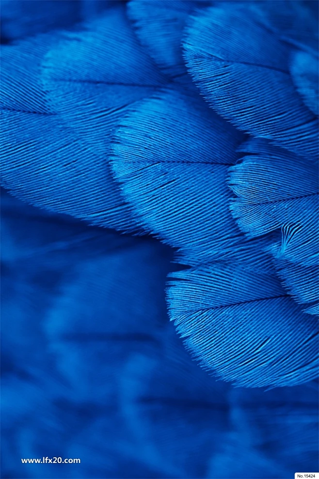 羽毛背景-花瓣网