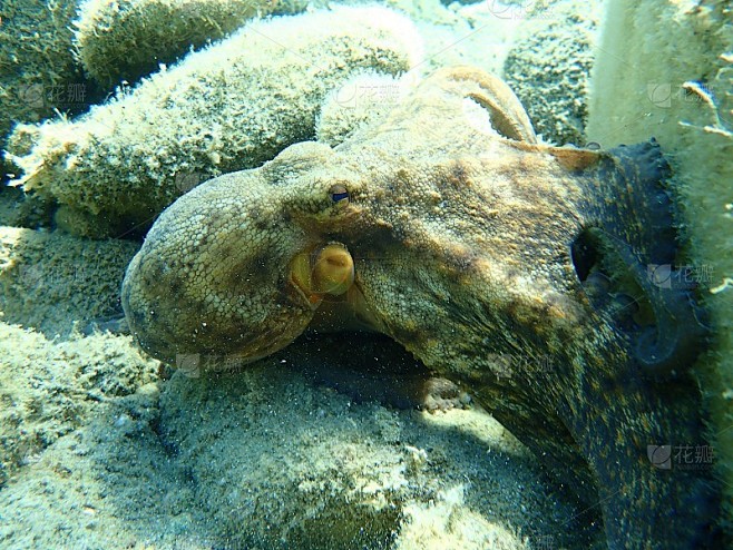 普通章鱼(octopus vulgaris)狩猎