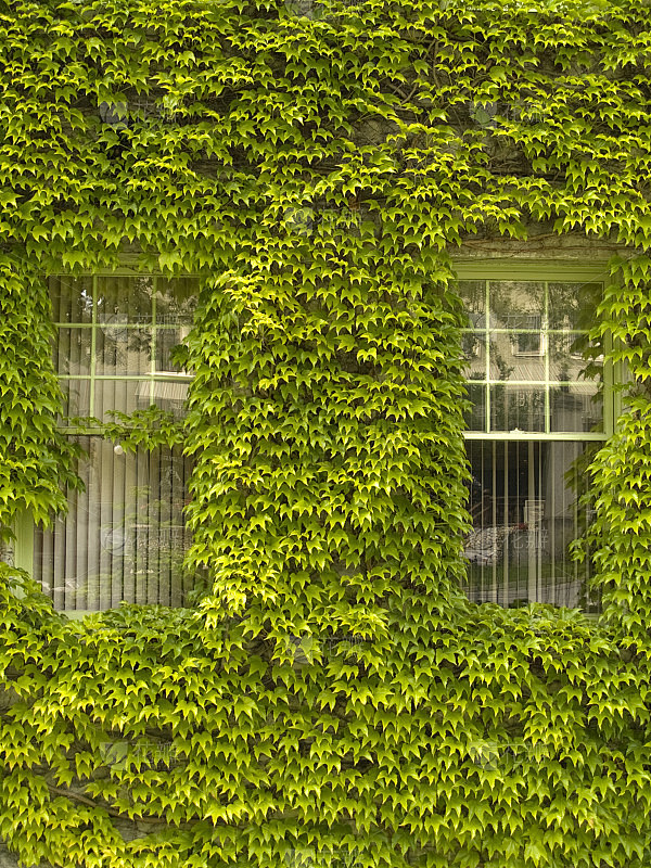 Window_Vines