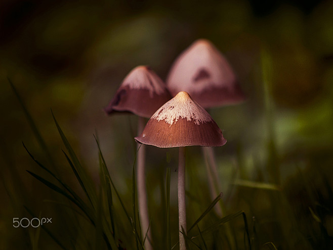 214)Toadstool season.